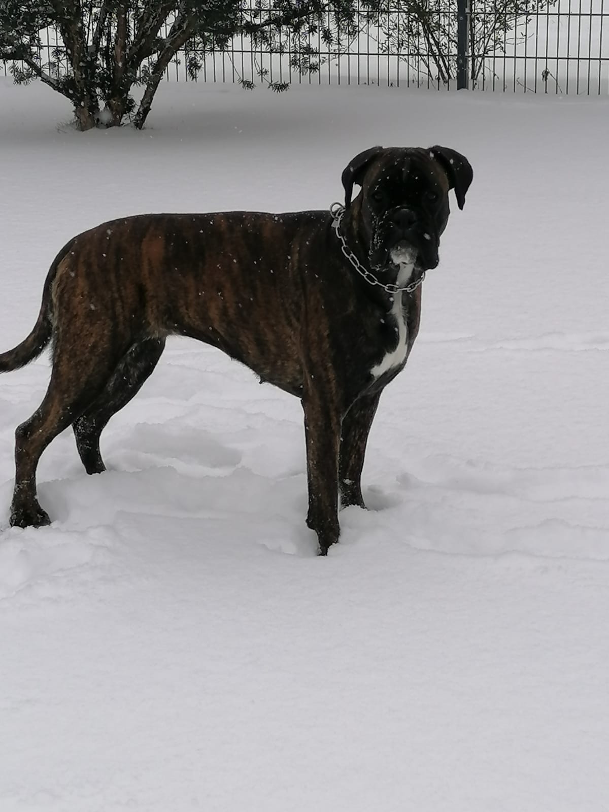 Merle von der Mörike Allee – Boxer vom Kaulsdorfer Busch